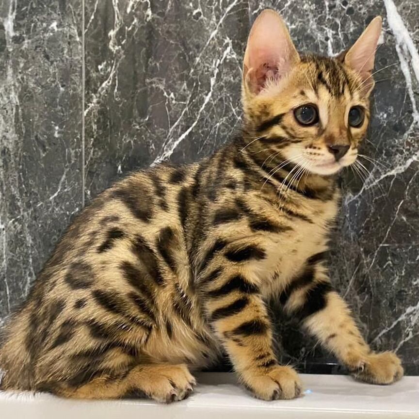 Бенгальские котята