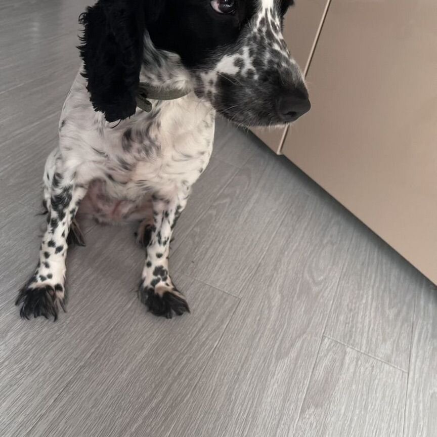 Отдам собаку в добрые руки