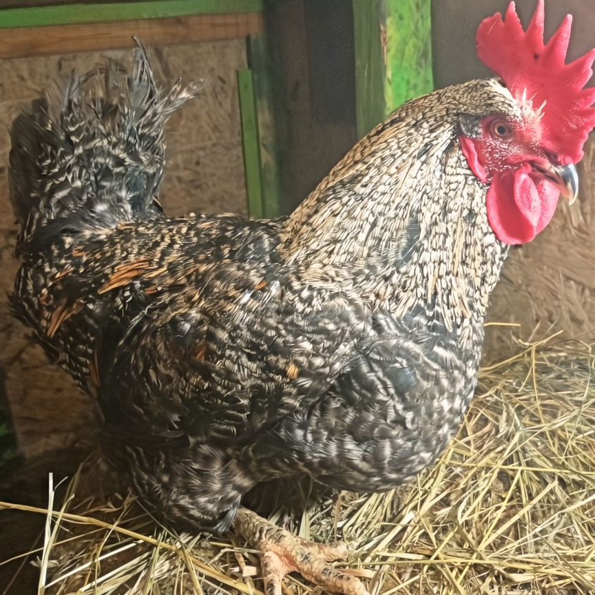 Петухи продажа или обмен