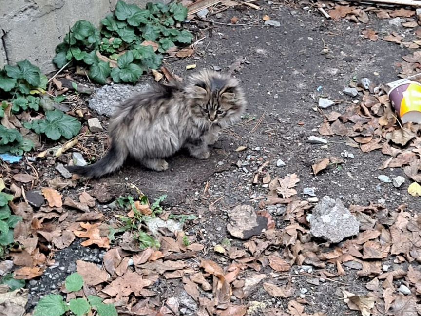 Спасите львёнка с улицы