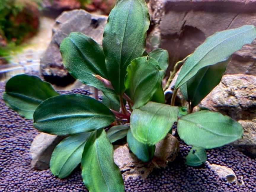 Буцефаландра тейя