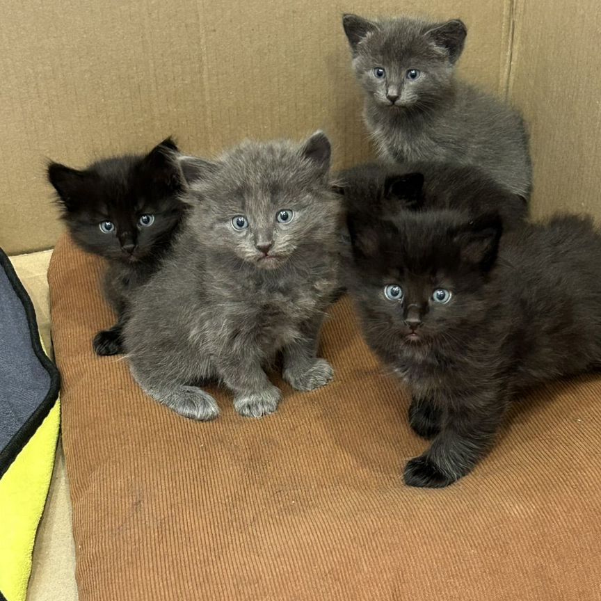 Отдам в добрые руки