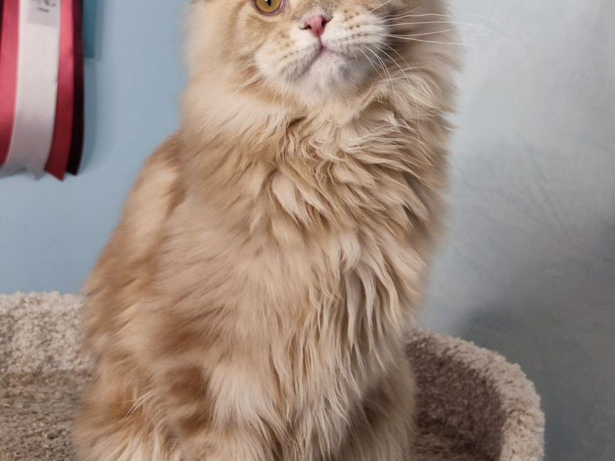 Мейн-кун котёнок кремовый