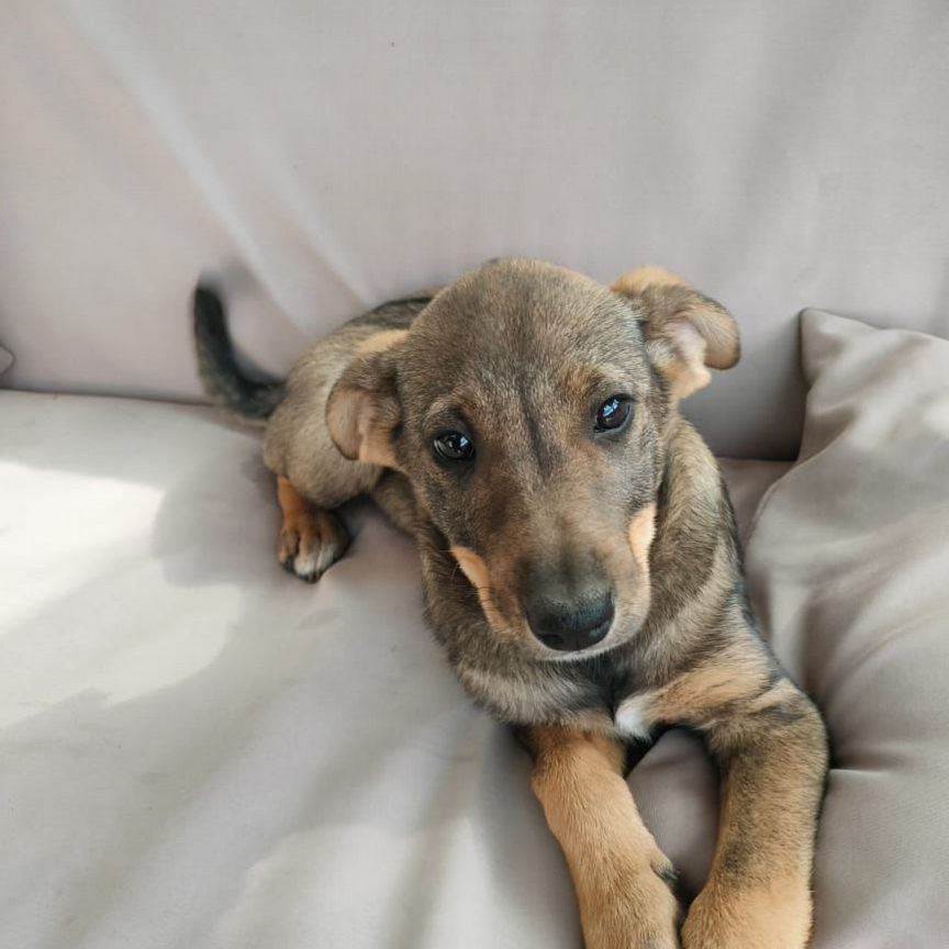 Габи ищет семью