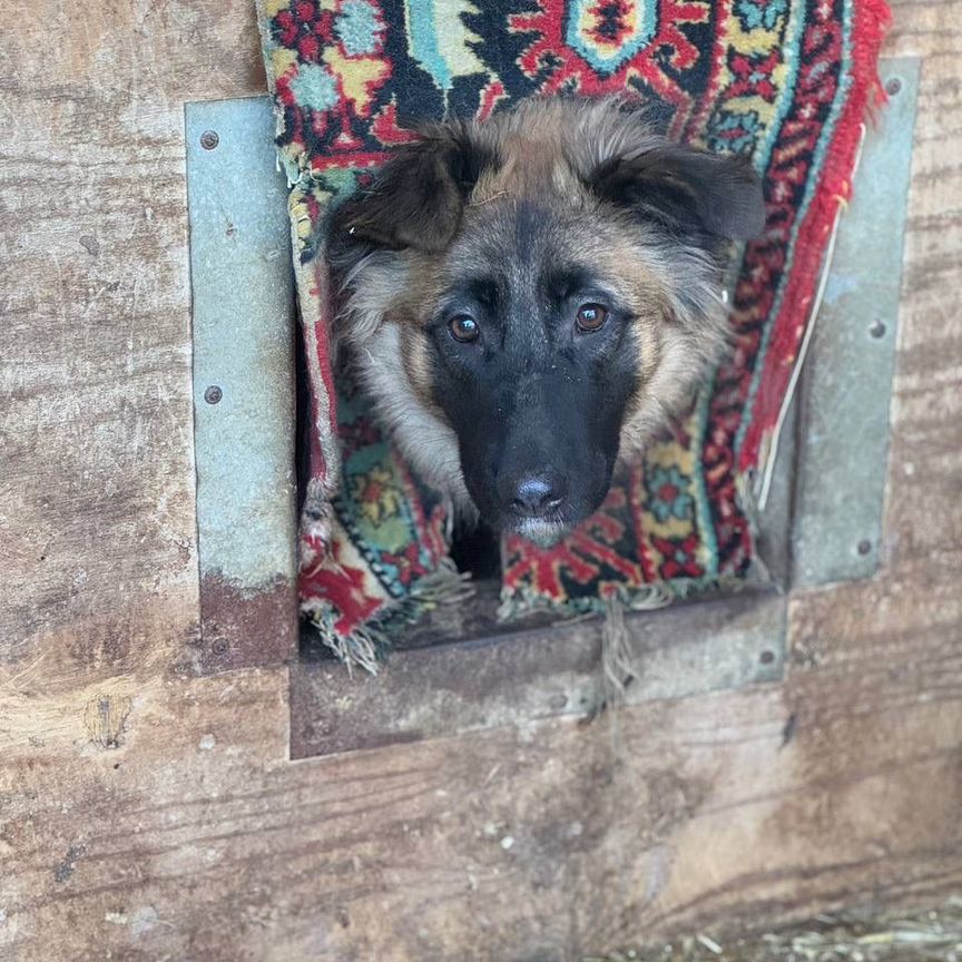 Спасите крошку Сэнди