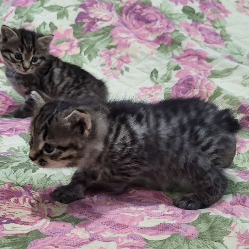 Курильский бобтейл короткошёрстный котёнок