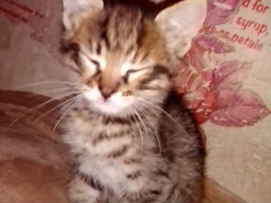 Котики-обормотики