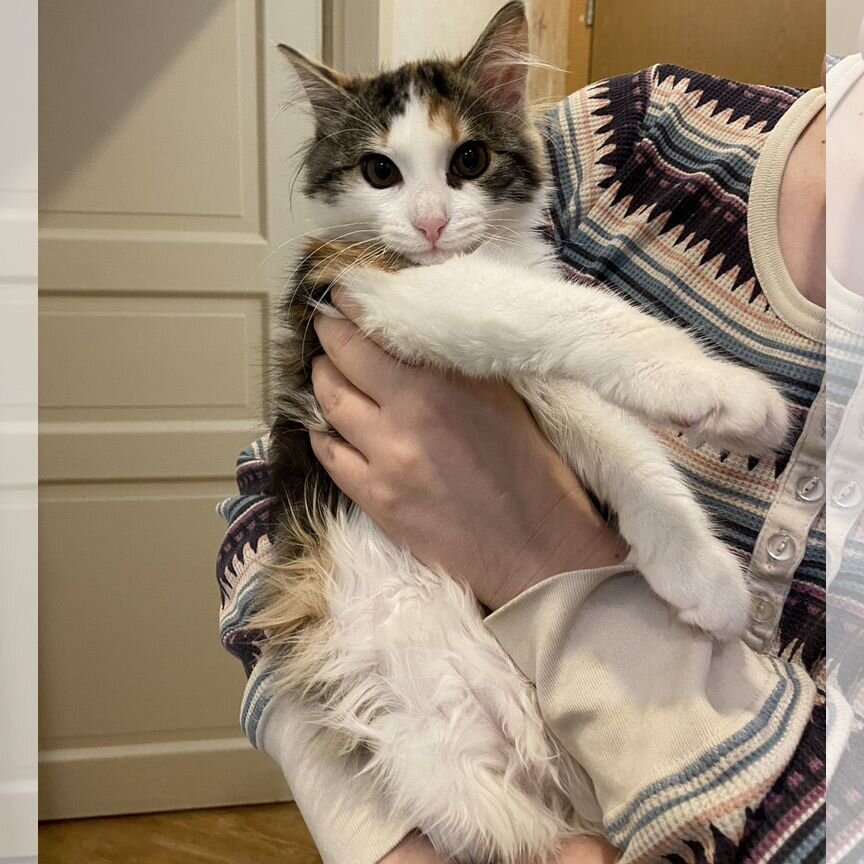 Котята в добрые руки приучены к лотку