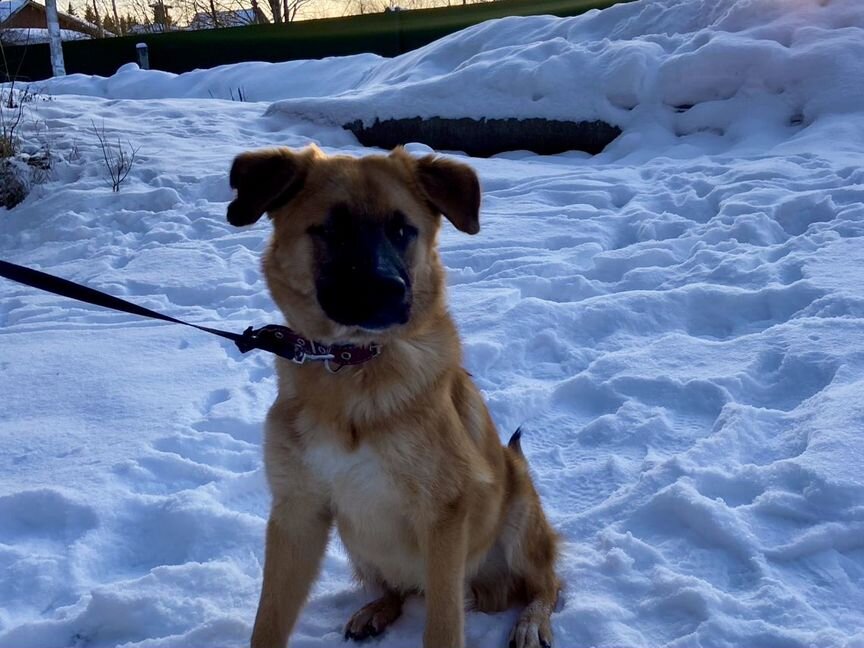 Щенок в добрые руки