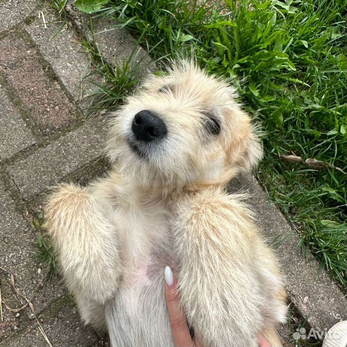 Собака щенок Джексон бесплатно