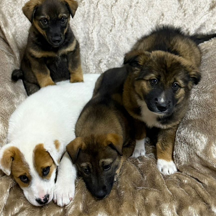 Щенок в добрые руки