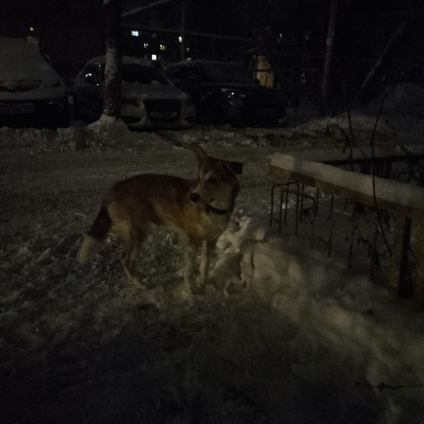 Собака потеряшка московское шоссе 187