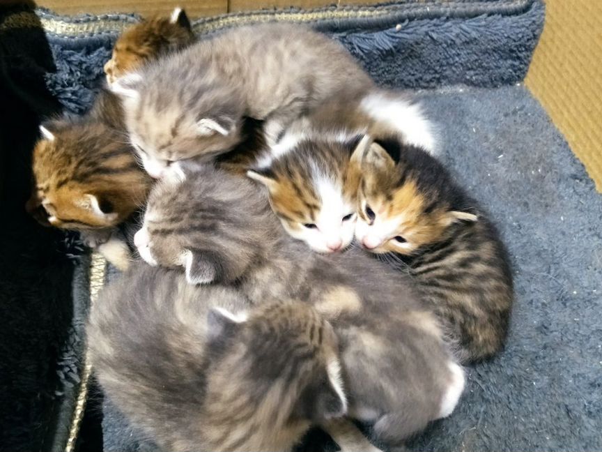 Кошки