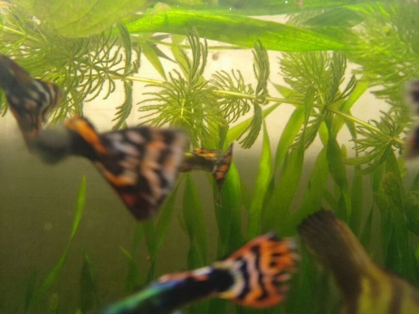 Аквариумные растения и рыбки