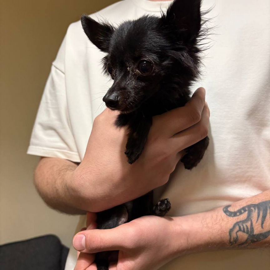 Взрослый пёс в добрые руки