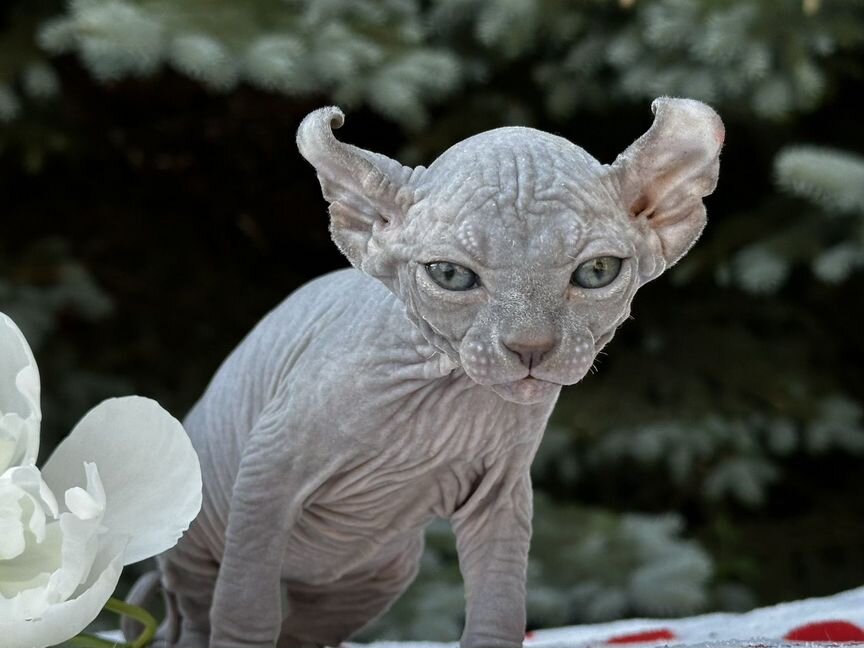 Голубая девочка эльф