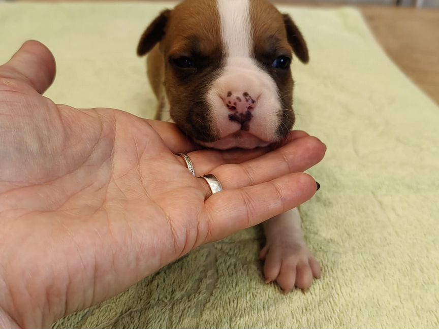 Стаффордширский терьер. Бронирование