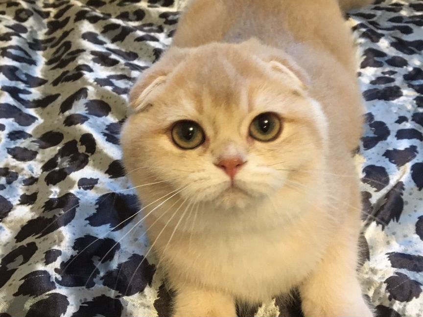 Шотландские девочки Эксклюзив лиловое золото