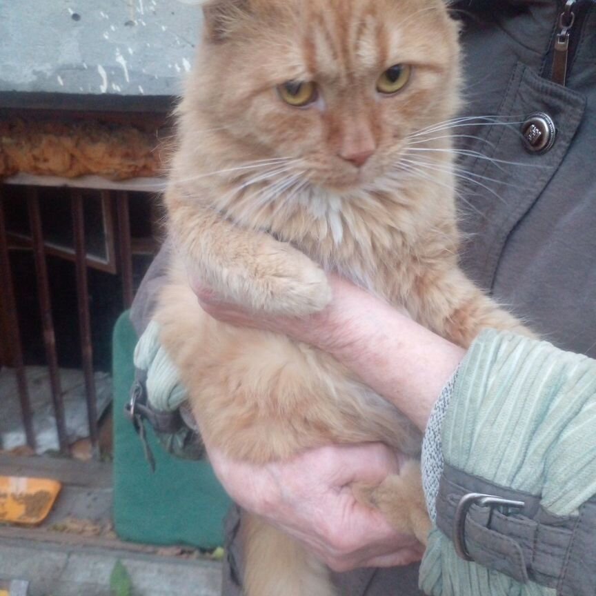 Котик молодой домашний оказался в подвале