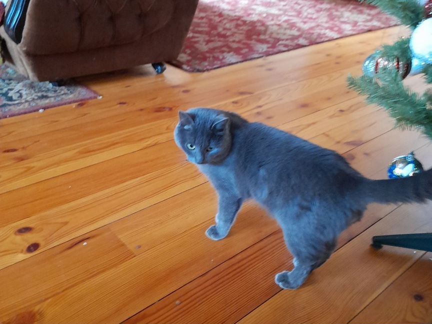 Отдам кота в добрые руки