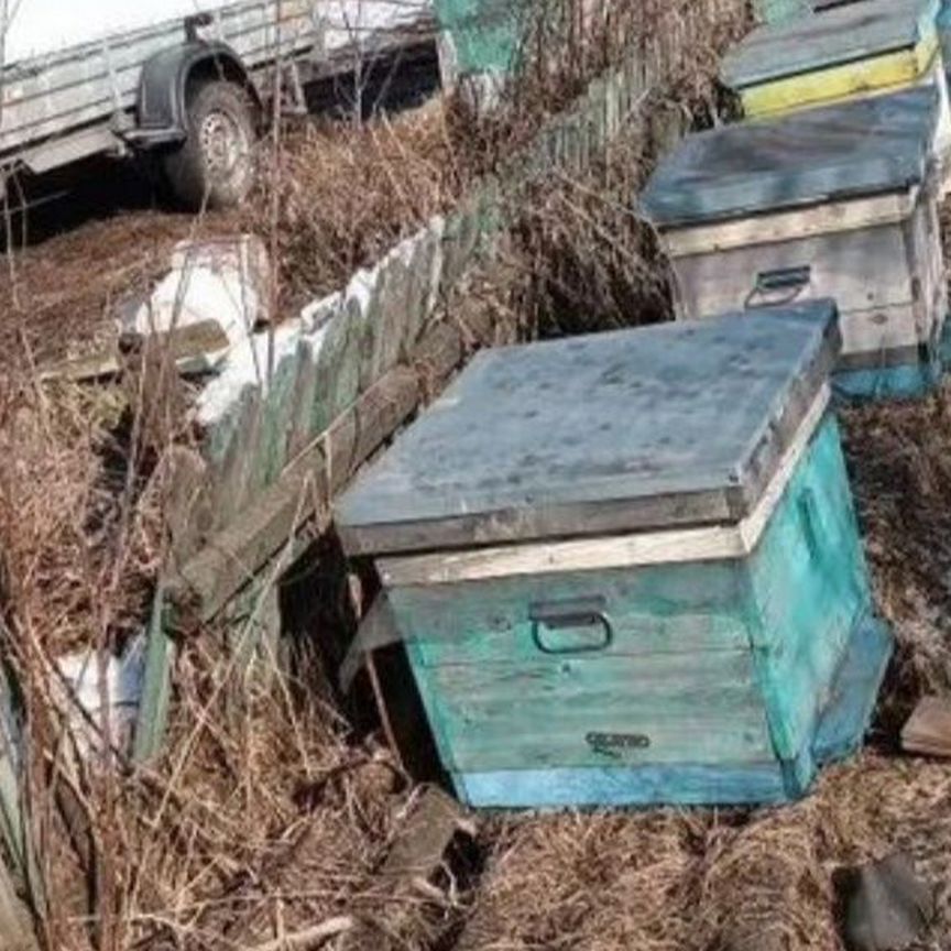 Ульи с пчелами