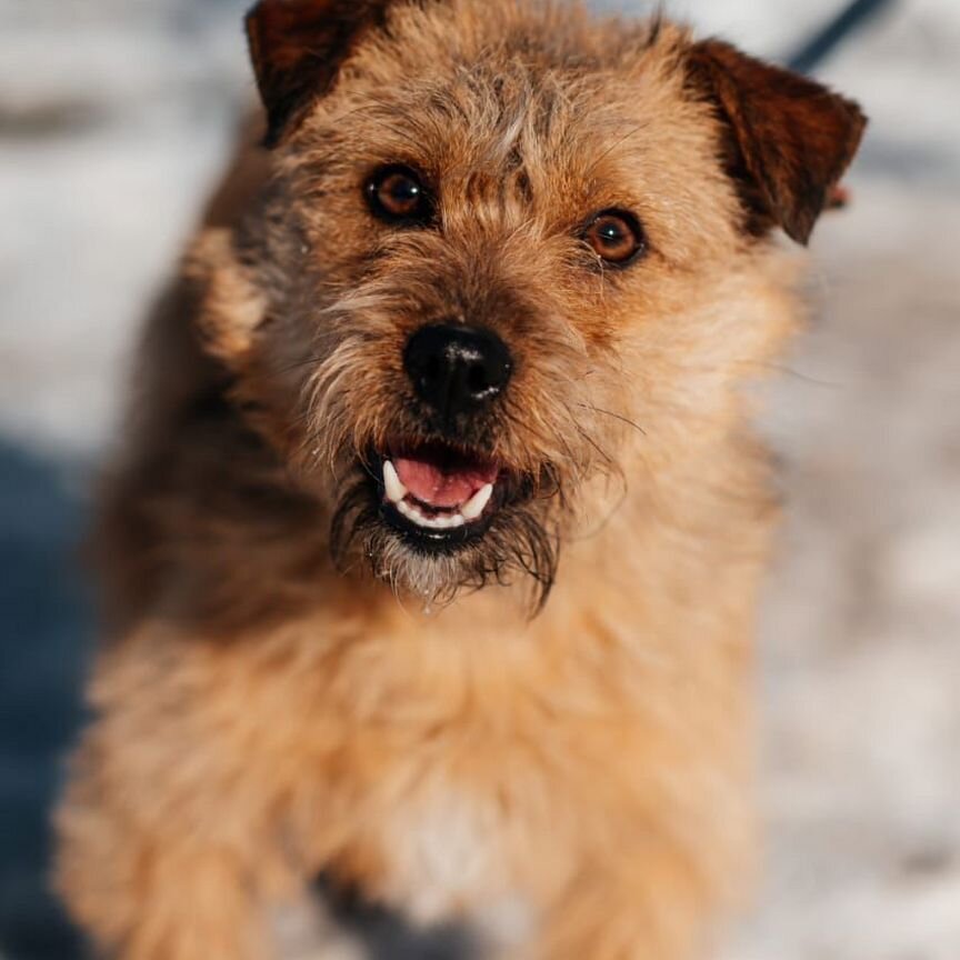 Маленькая собака