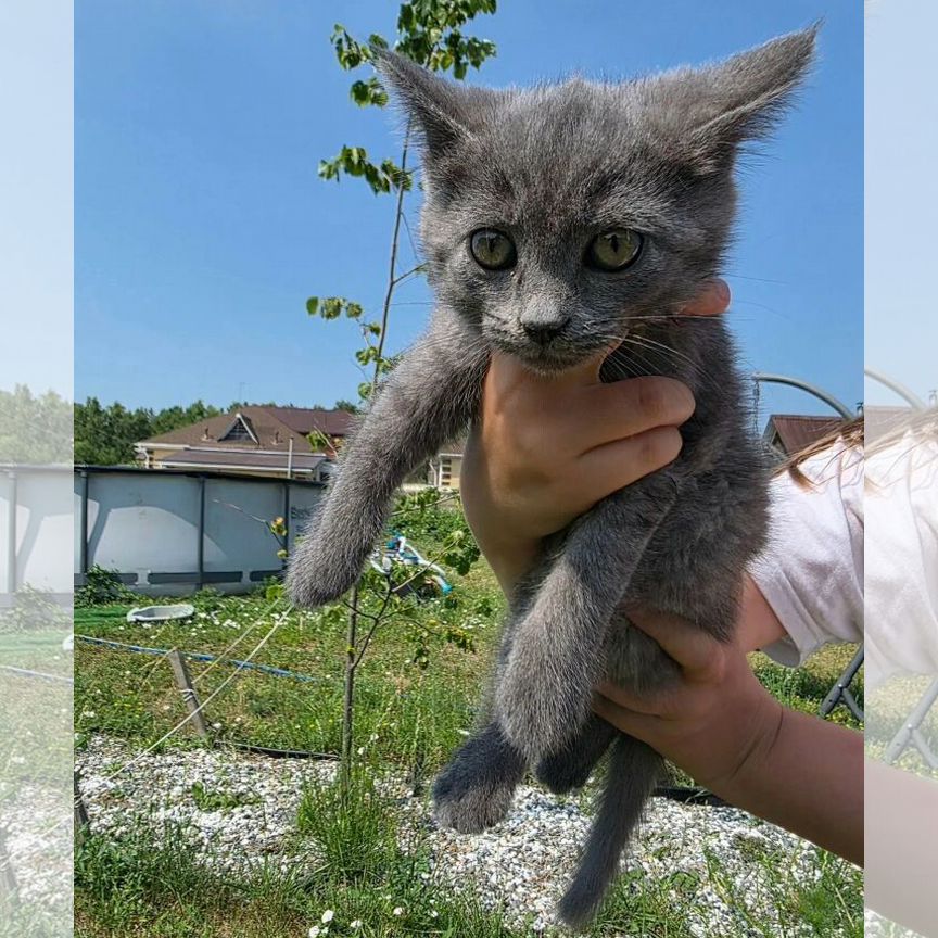 Котёнок в добрые руки