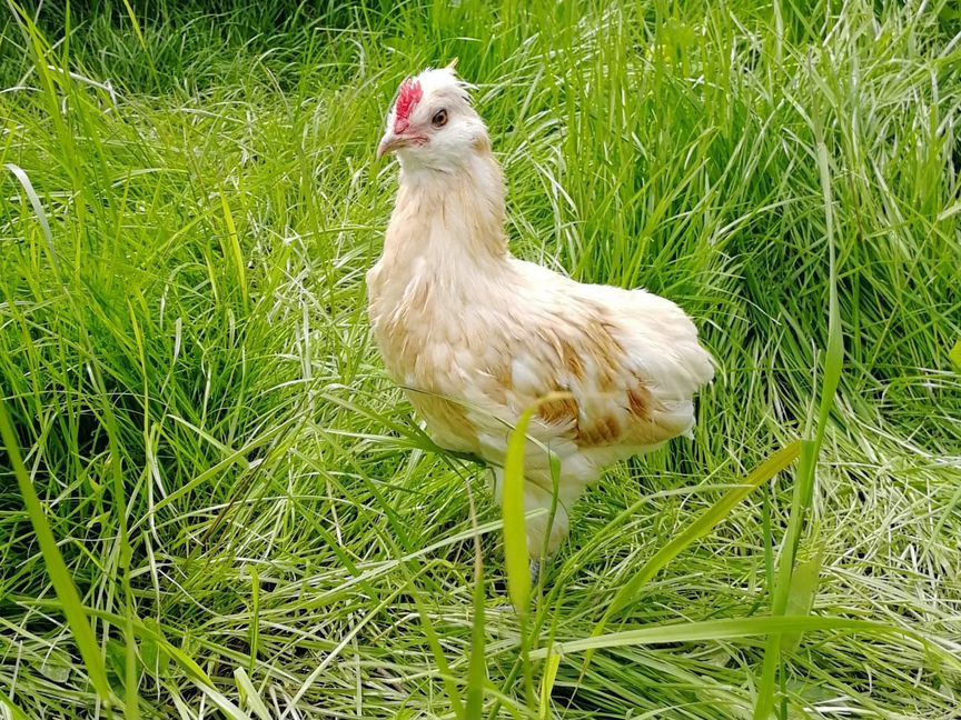 Араукана, петухи