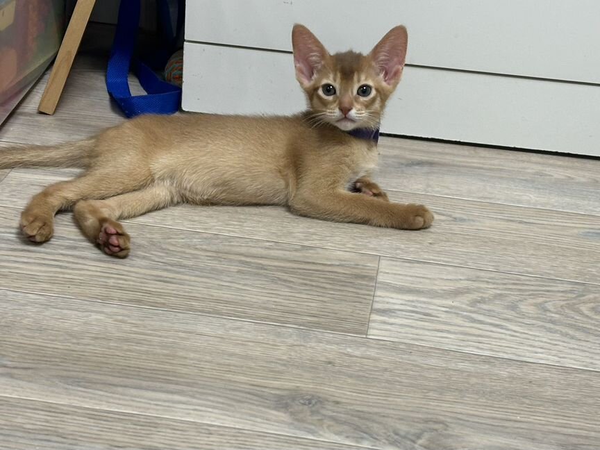 Абиссинские кошечки