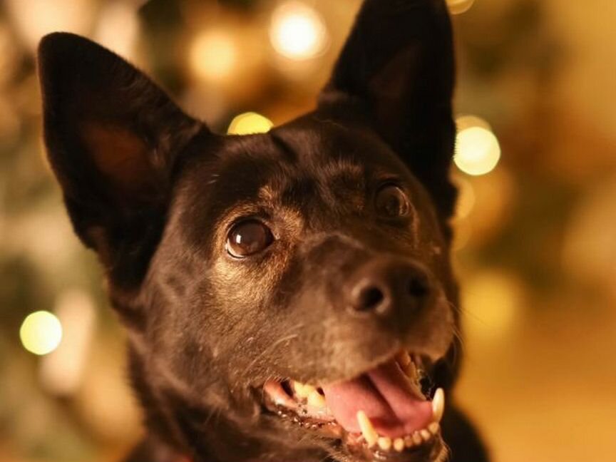 Собака в добрые руки