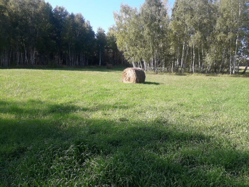 Сено в рулонах