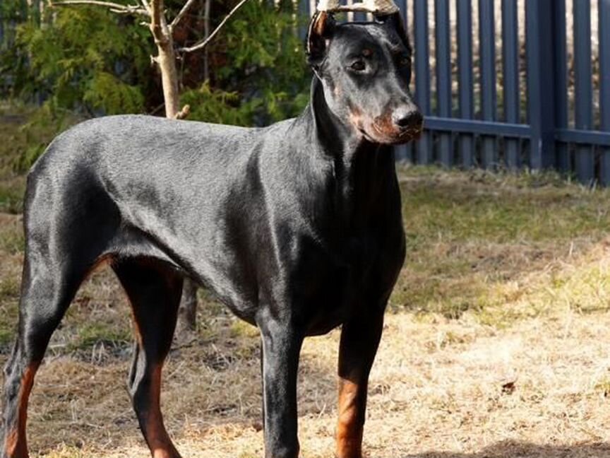 Доберман в добрые руки