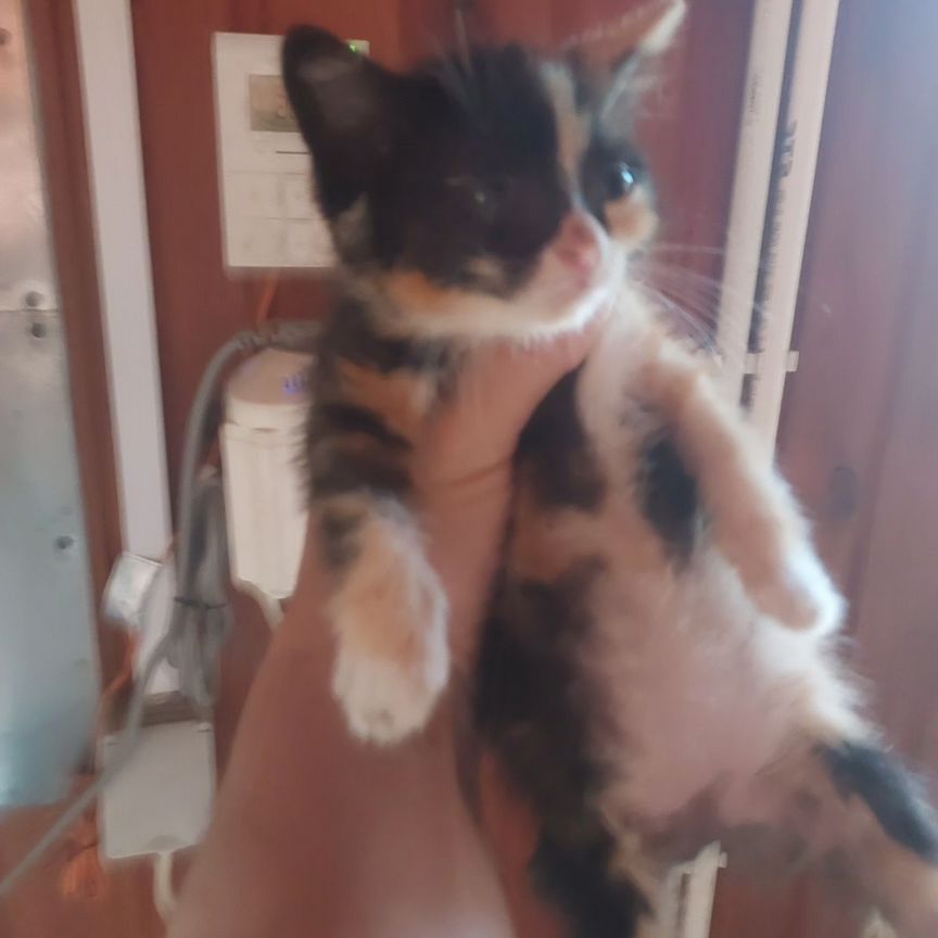 Сибирский котёнок