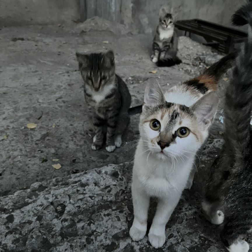 Котятам очень нужен дом