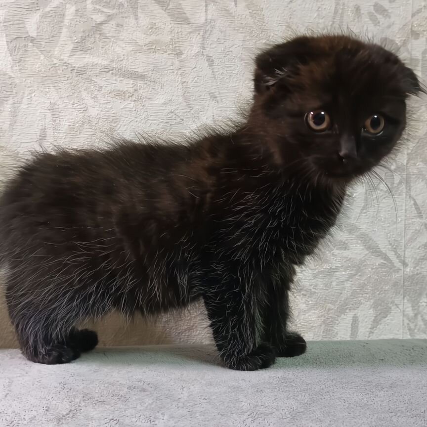 Котёнок от частного владельца