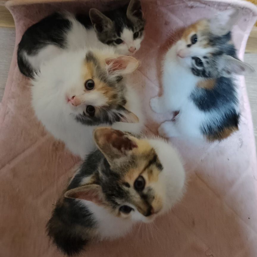 Курильские котята