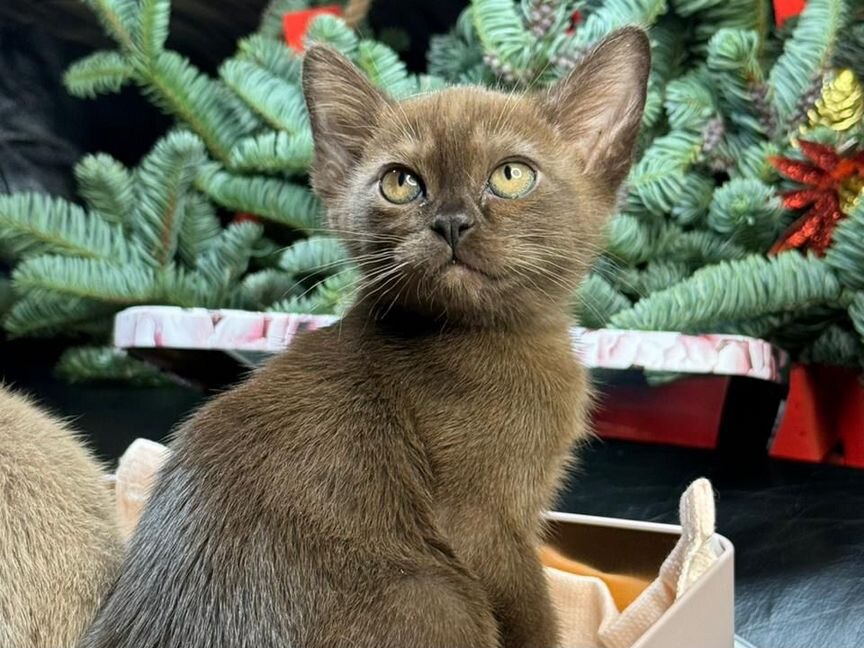 Высокопородные бурманские котята