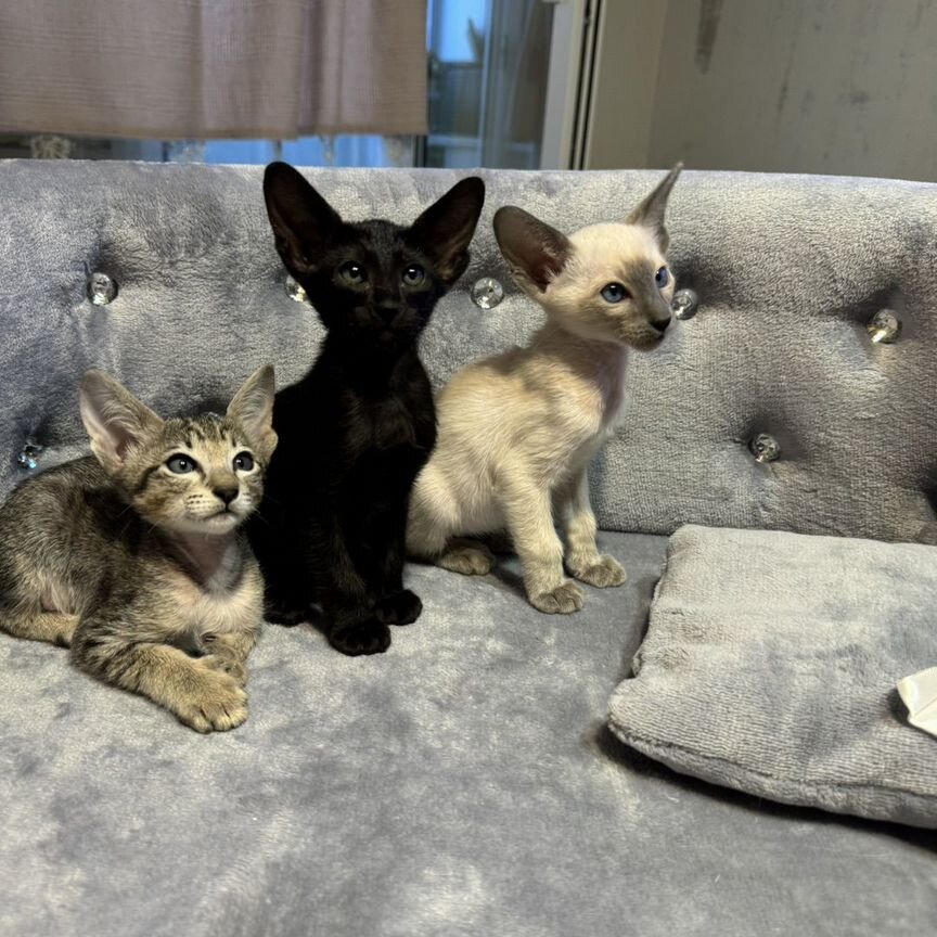 Кошки