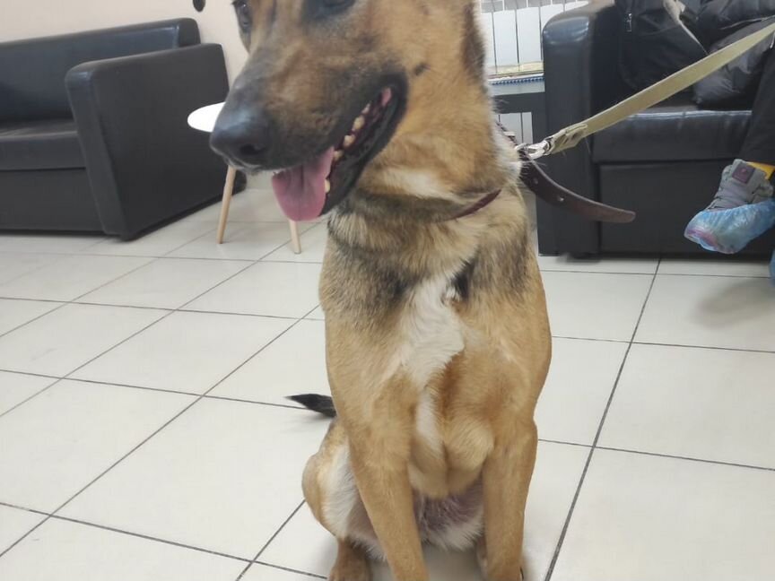 Собака-компаньон в добрые руки