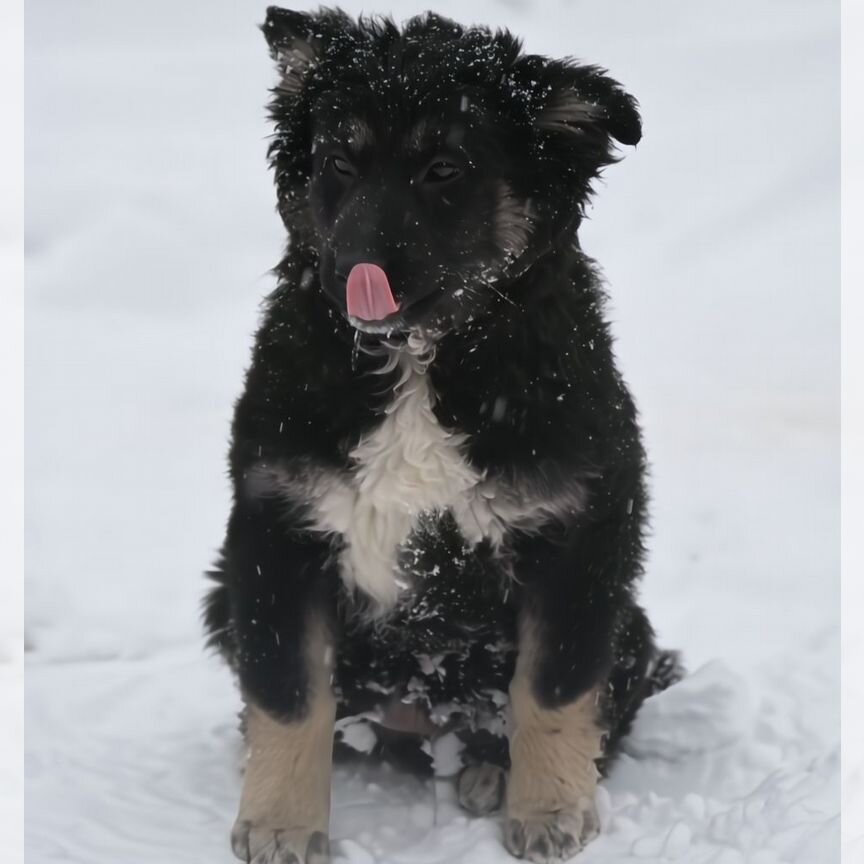 Щенок в добрые руки