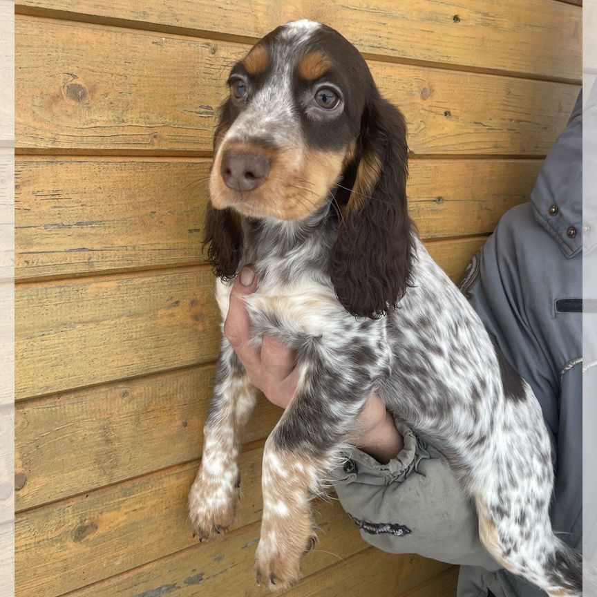 Русский охотничий спаниель, щенок