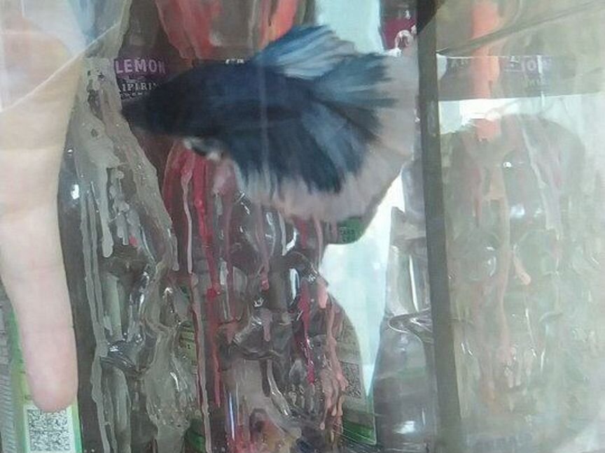 Рыбки петушки