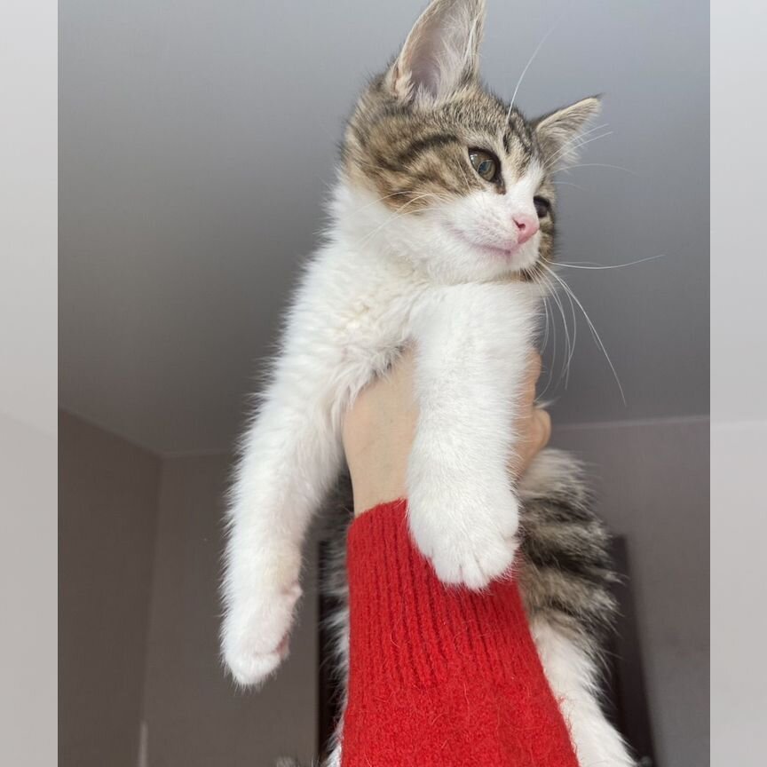 Котенок мальчик пушистый в любящие руки