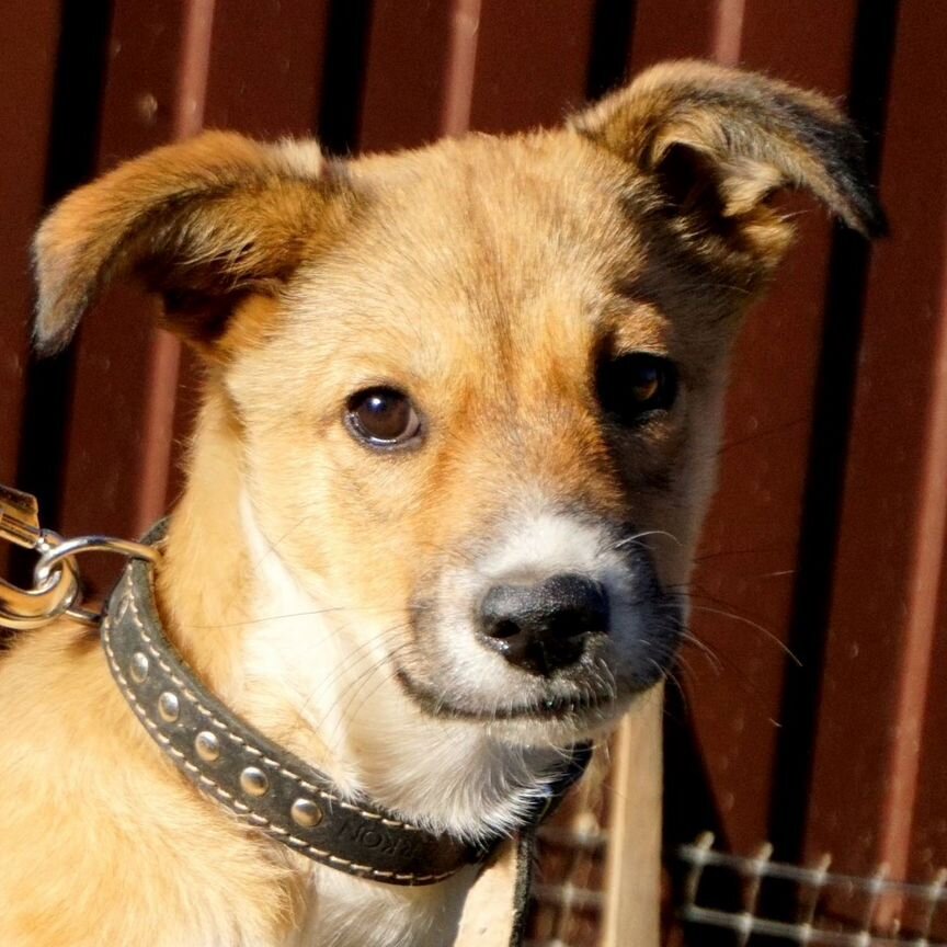 Отдам в добрые руки