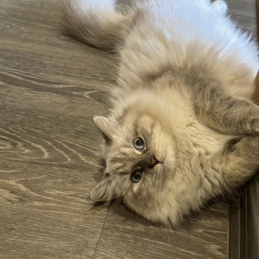 Кошка невская маскарадная