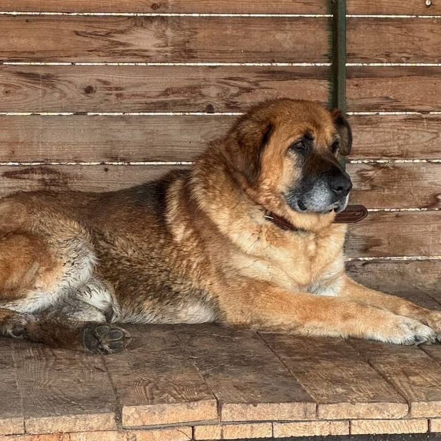 Взрослый пёс в добрые руки