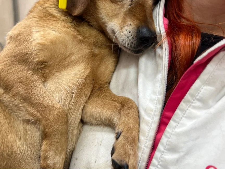 Маленький милый песик 26 см ищет дом