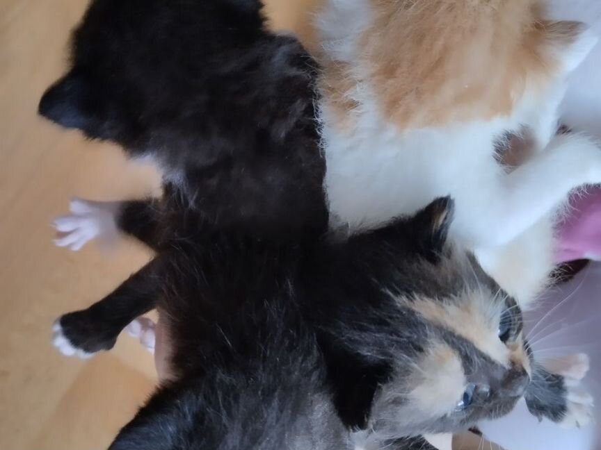 Букет котяток