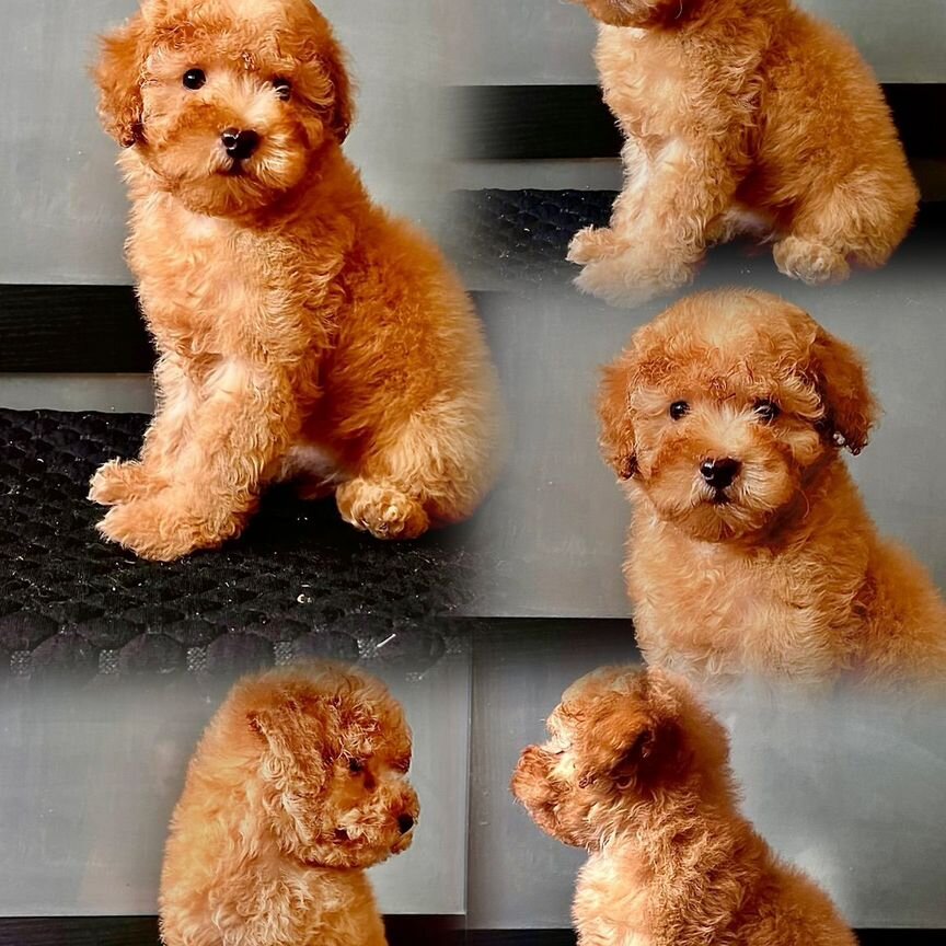 Мальтипу f1 мини