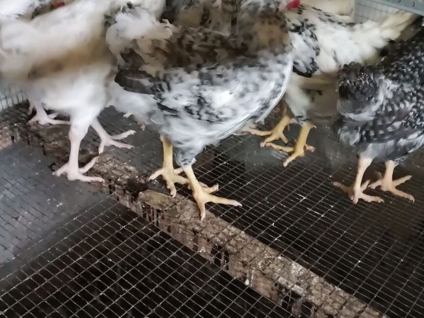 Петухи несушки подрощенные